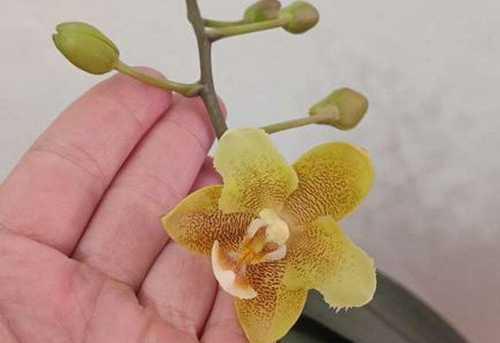 Орхидея фаленопсис жёлтый шоколад