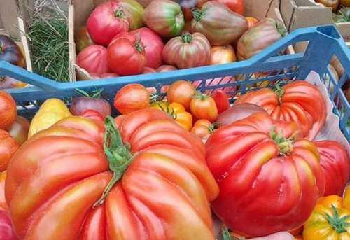 Семена редких сортов томатов 278 сортов