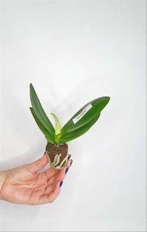 Орхидея фаленопсис подростки