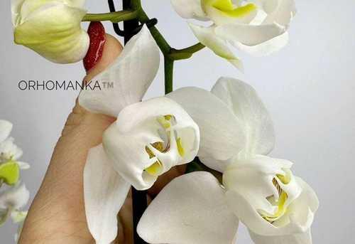 Орхидея фаленопсис белый трилипс