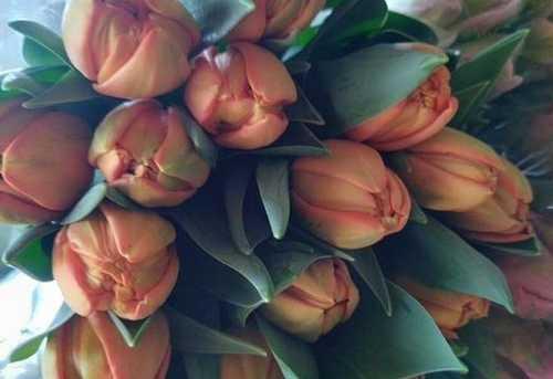 Тюльпаны на 8 марта оптом на2024 г. Сочи