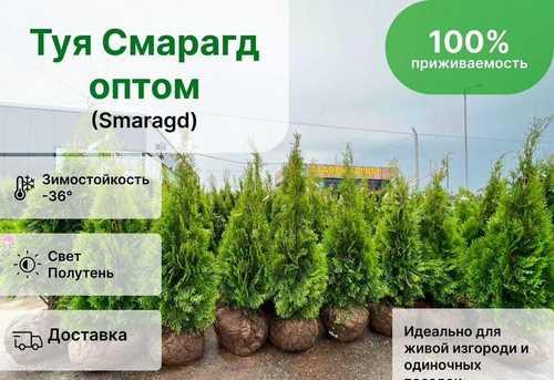 Туя смарагд/smaragd оптом