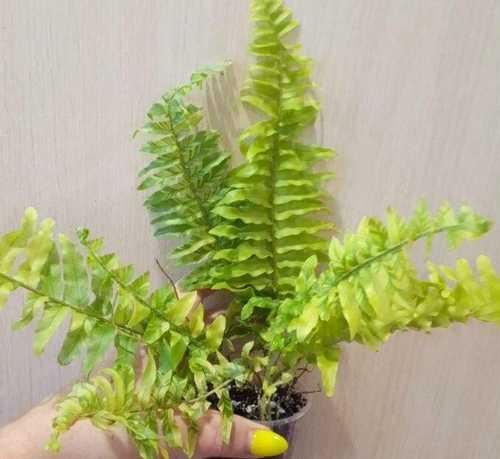 Папоротник вариегатный Tiger Fern