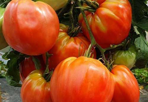 Семена крупного томата Сланкардс