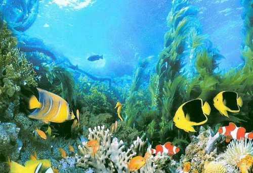 Фотообои подводный мир рыбы океан
