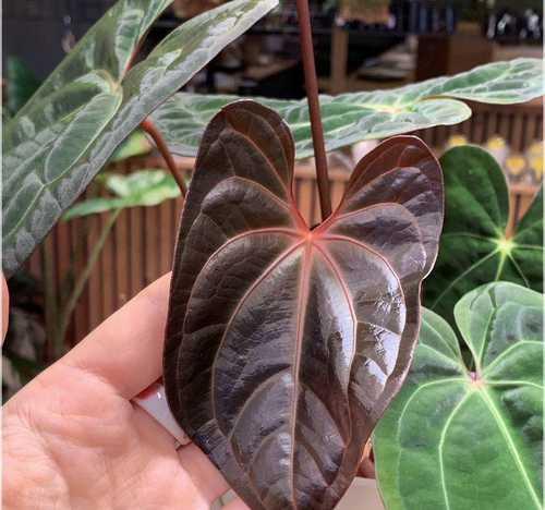 Антуриум / Anthurium