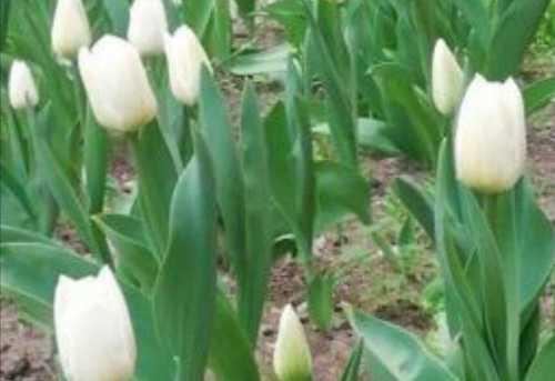 Тюльпаны луковицы Сноу Леди цветение 2025г