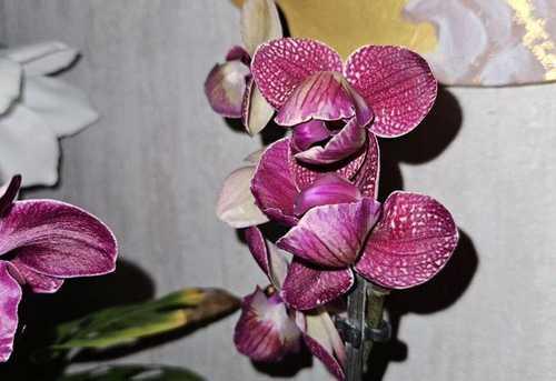 Орхидея фаленопсис Кимоно пелор, Мария Тереза