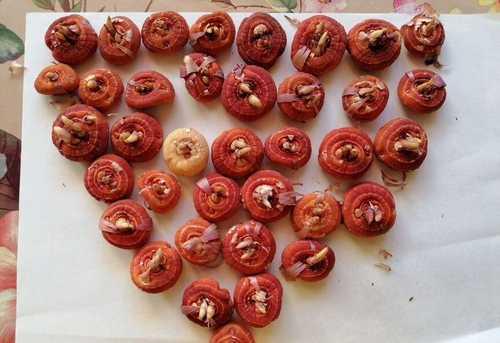 Гладиолусы луковицы