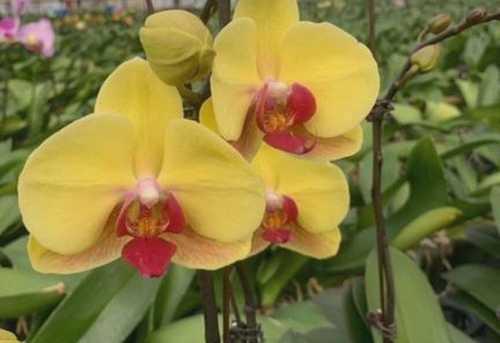 Подросток орхидея Голдион