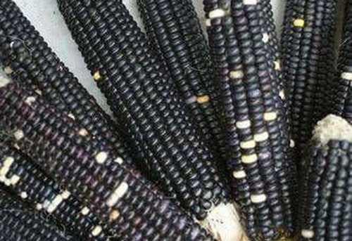 Семена кукурузы чёрной Black corn