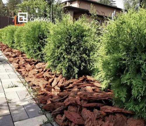 Кора сибирской лиственницы