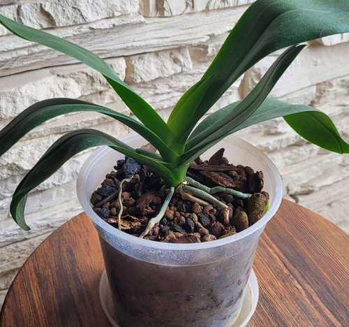 Орхидея фаленопсис взрослая