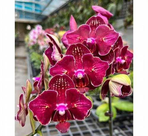 Орхидея фаленопсис бабочка Черри Бомб