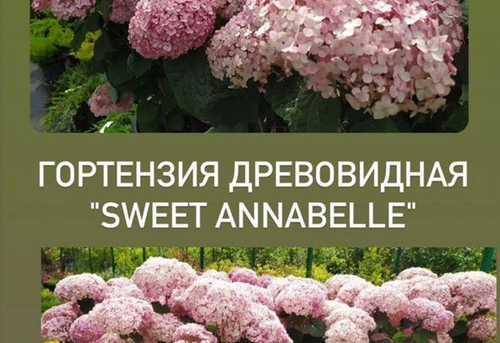 Гортензия Sweet Annabell (Свит Анабель) PW