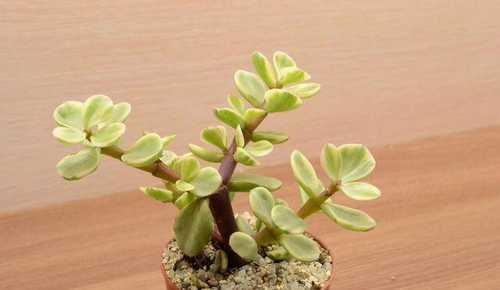 Portulacaria afra var. (Портулакария афра вариегат