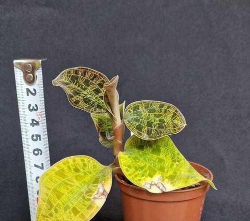 Макодес петола (macodes petola) - орхидея