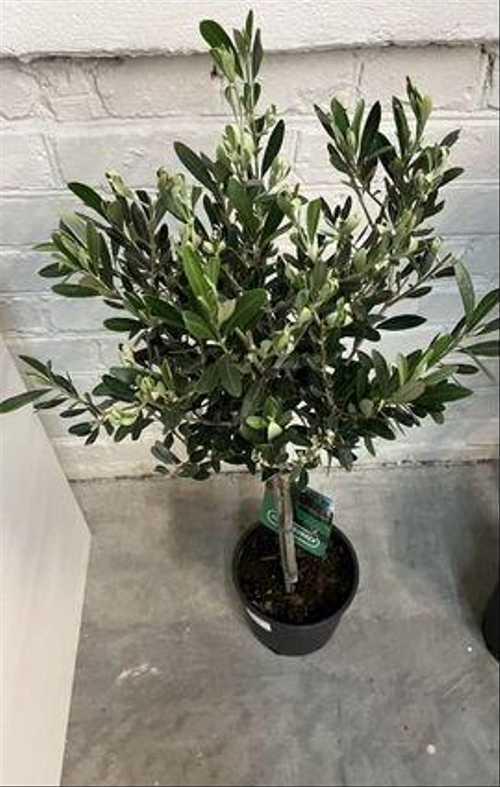 Оливковое дерево/ Олива / Оливка 85 см