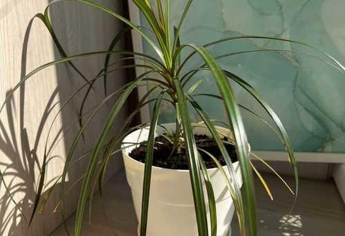 Пальма драцена растение комнатное