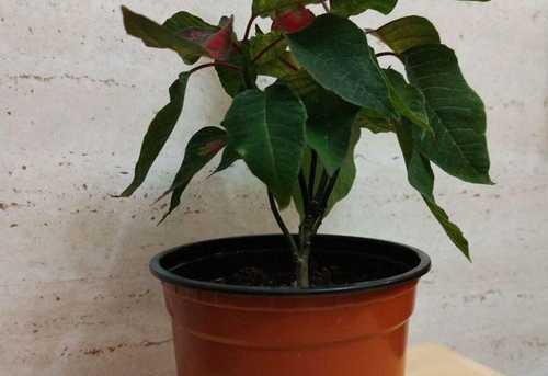 Пуансеттия, растение