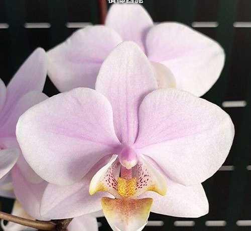 Орхидея фаленопсис Пинлонг Черри