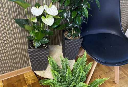 Набор комнатных растений в кашпо для дома и офиса