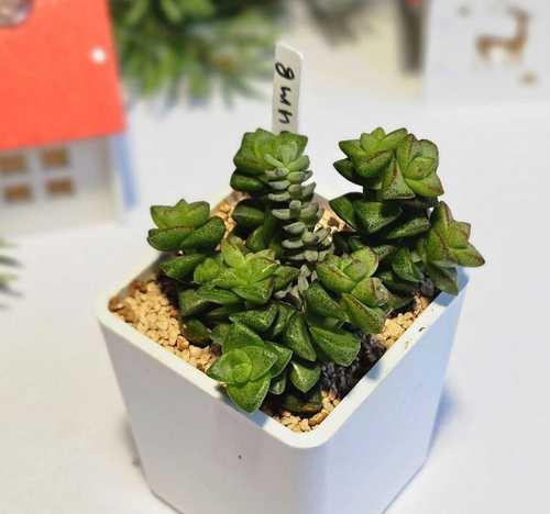 Суккуленты: Crassula Tom Thumb - крассула Том Тумб