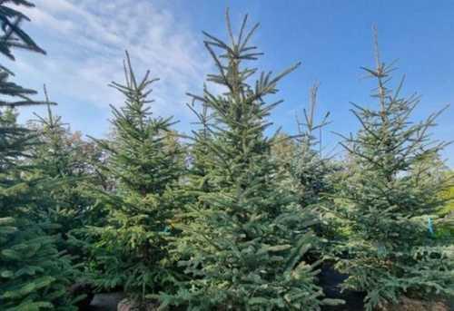 Ель голубая крупномер Picea pungens 250-300 см