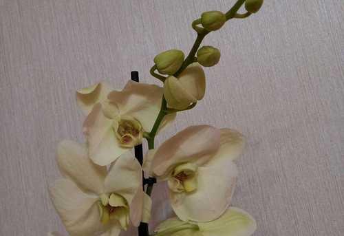 Орхидея фаленопсис Зелёное Яблоко