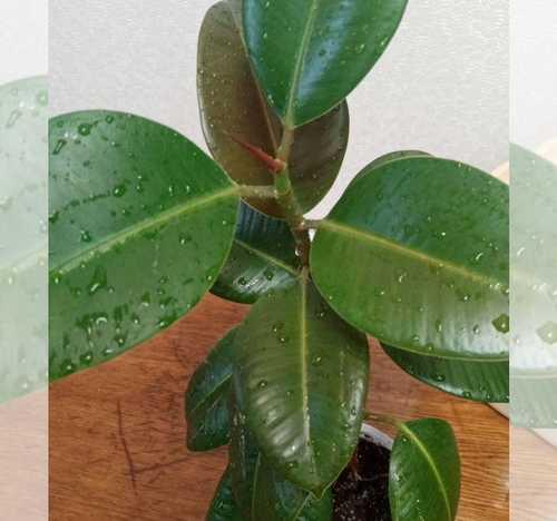 Ficus elastica