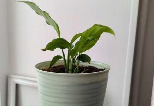 Комнатное растение Спатифиллум