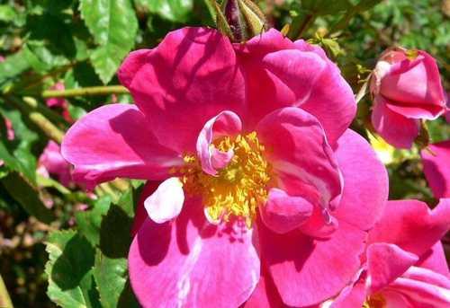 Роза канадская (Вильям Бафим парковая) саженец