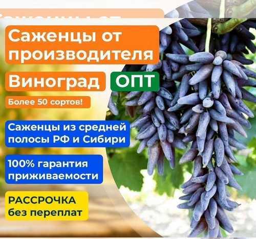 Саженцы винограда. Опт