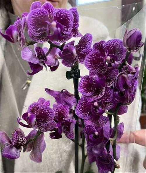 Орхидея фаленопсис микс