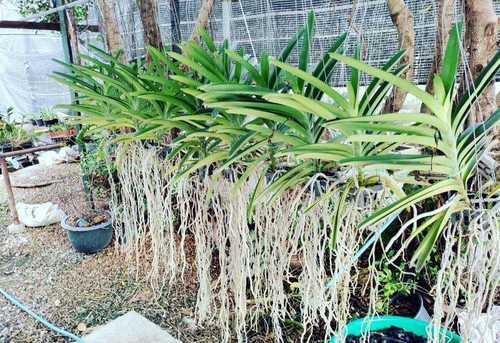 Саженцы орхидей из Таиланда оптом