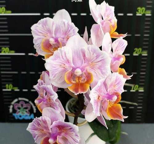 Орхидеи фаленопсис в наличии
