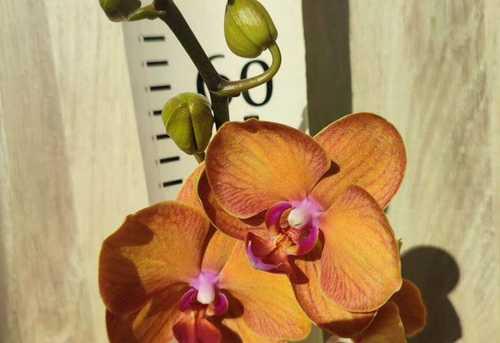 Орхидея фаленопсис Bologna