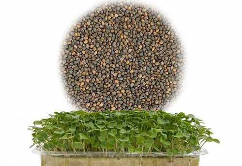 Семена Микрозелень от 50 грамм арт.0055