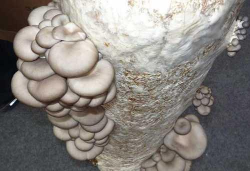 Готовые блоки грибные вешенка