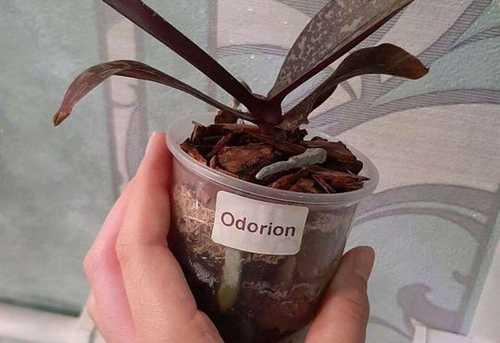 Орхидея Odorion Одорион