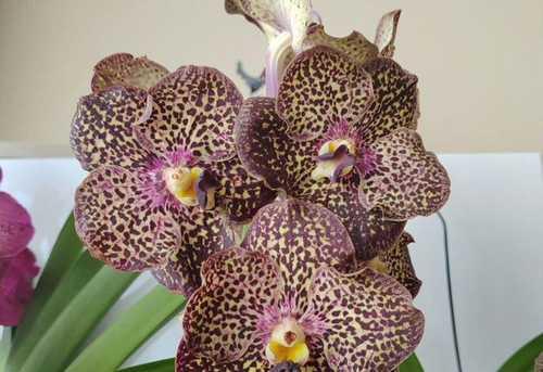 Орхидея ванда,Ocelot mocha. Мало корней, не цветёт