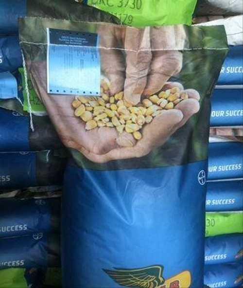 Семена кукурузы дкс 3730