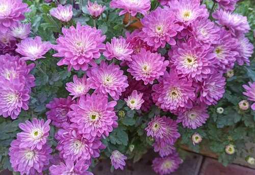 Хризантема мультифлора