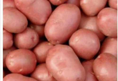 Семена картофеля беллароза