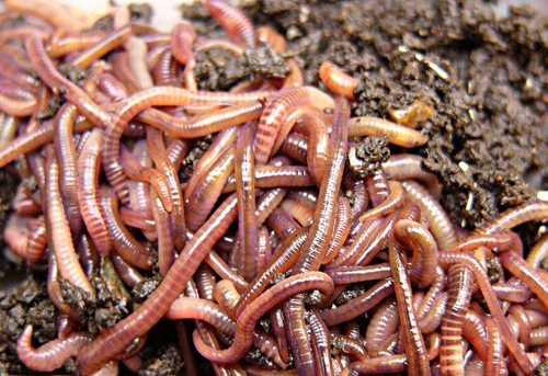 Калифорнийские черви для биогумуса