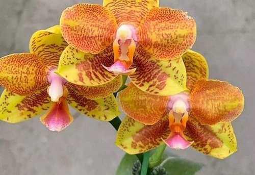 Орхидея фаленопсис Tong Yi Yu Shiou