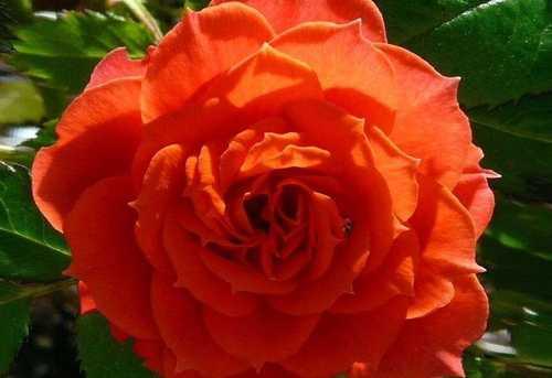 Саженцы плетистой розы Оранж Мейландина почтой