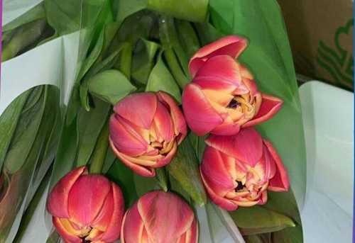 Свежие тюльпаны для прекрасных дам