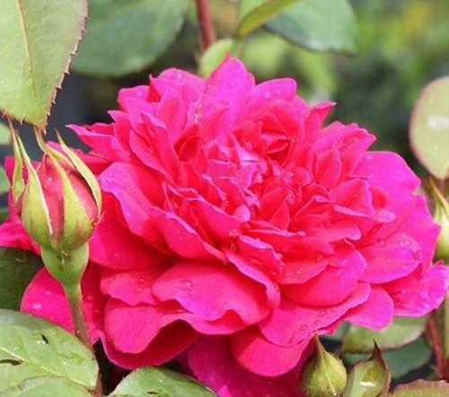 Английские кустовые розы Софи Роуз (Sophy’s Rose)