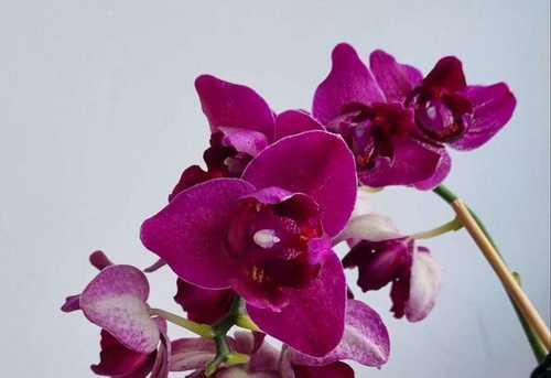 Орхидея фаленопсис пелорик/трилипс